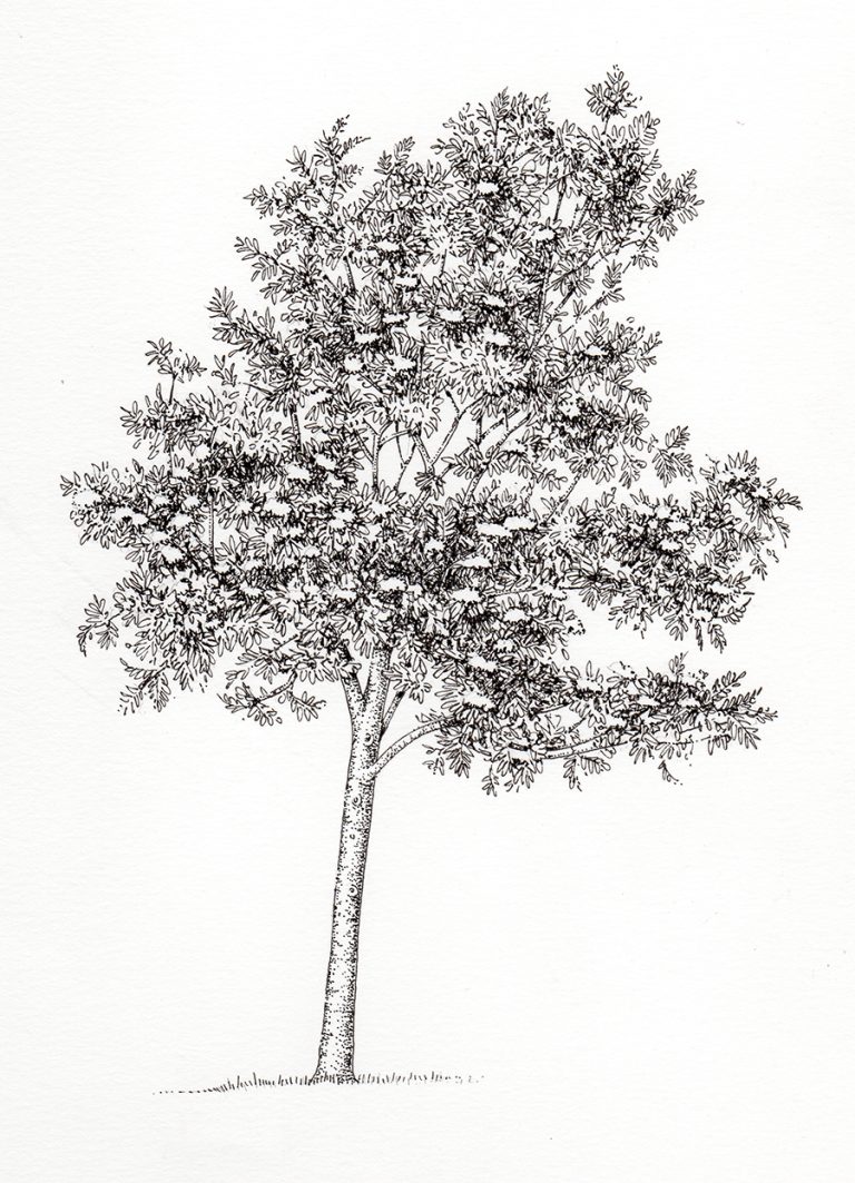 Trees: Rowan - Lizzie Harper