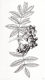 Trees: Rowan - Lizzie Harper