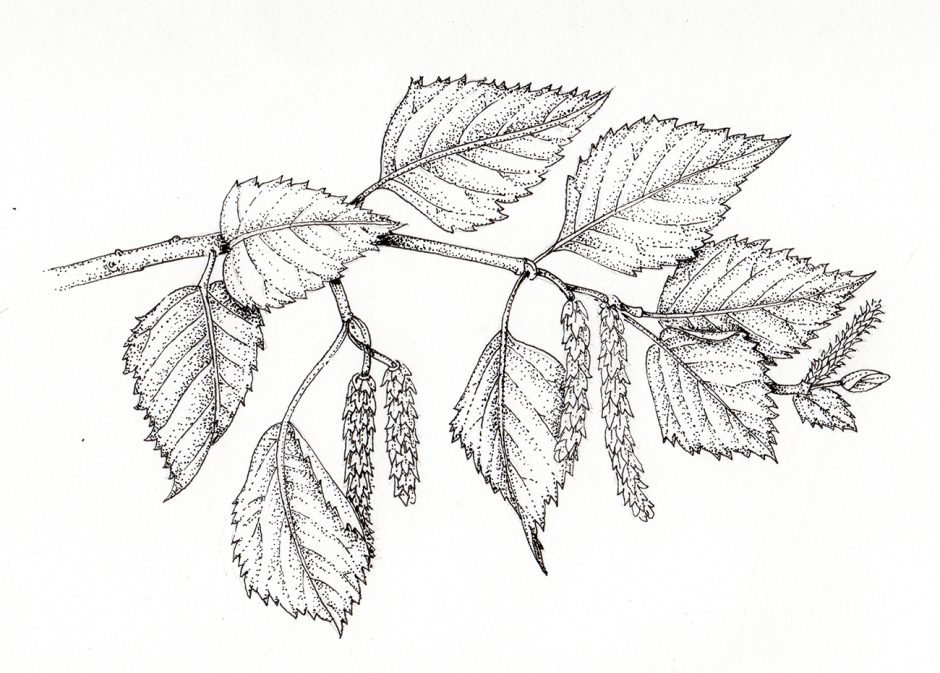 Botanical illustration Archives - Page 21 of 46 - Lizzie Harper