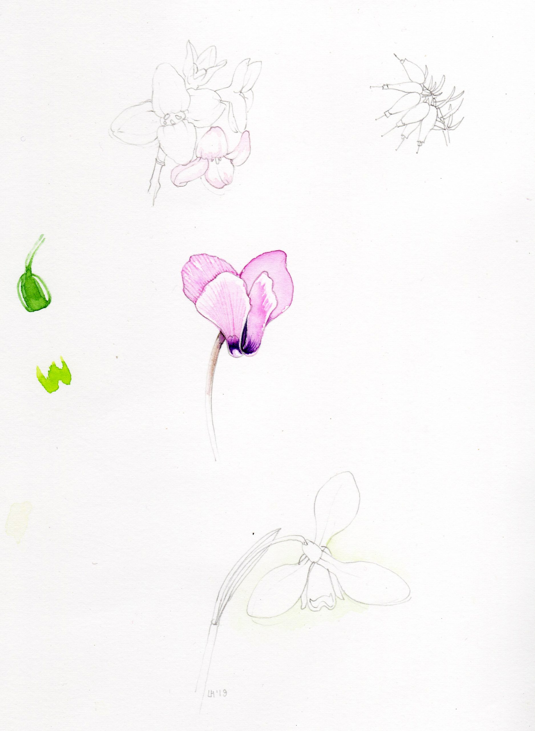 Pale Pink flower sketches - Lizzie Harper