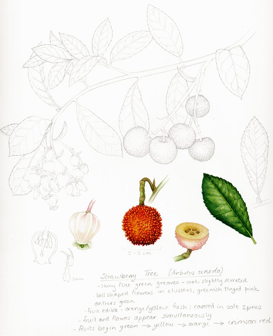 Strawberry tree Arbutus unedo sketchbook study - Lizzie Harper