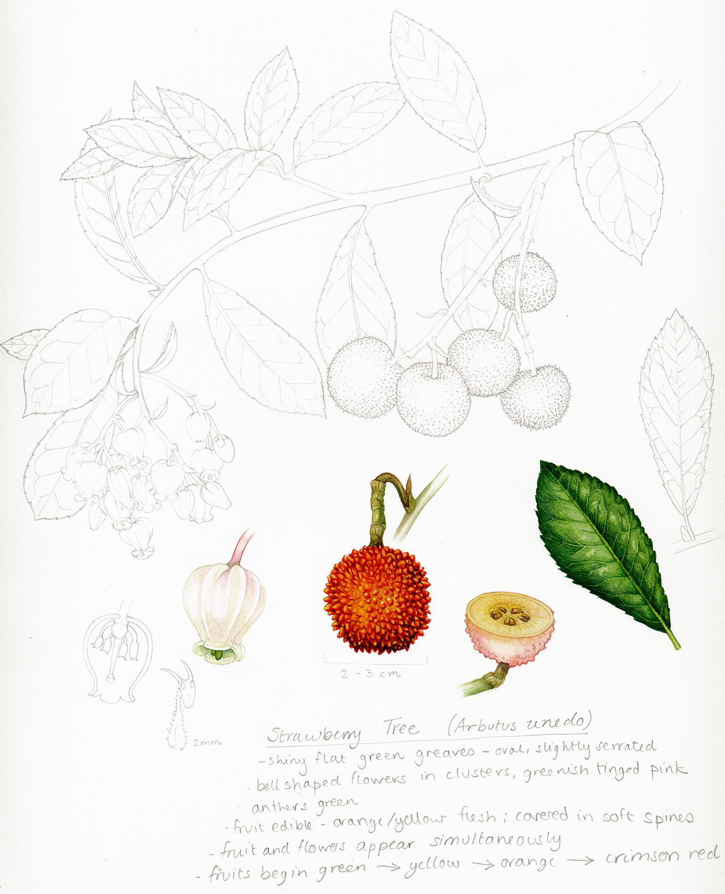 How To Draw A Strawberry Tree