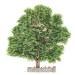 Trees: Sycamore - Lizzie Harper