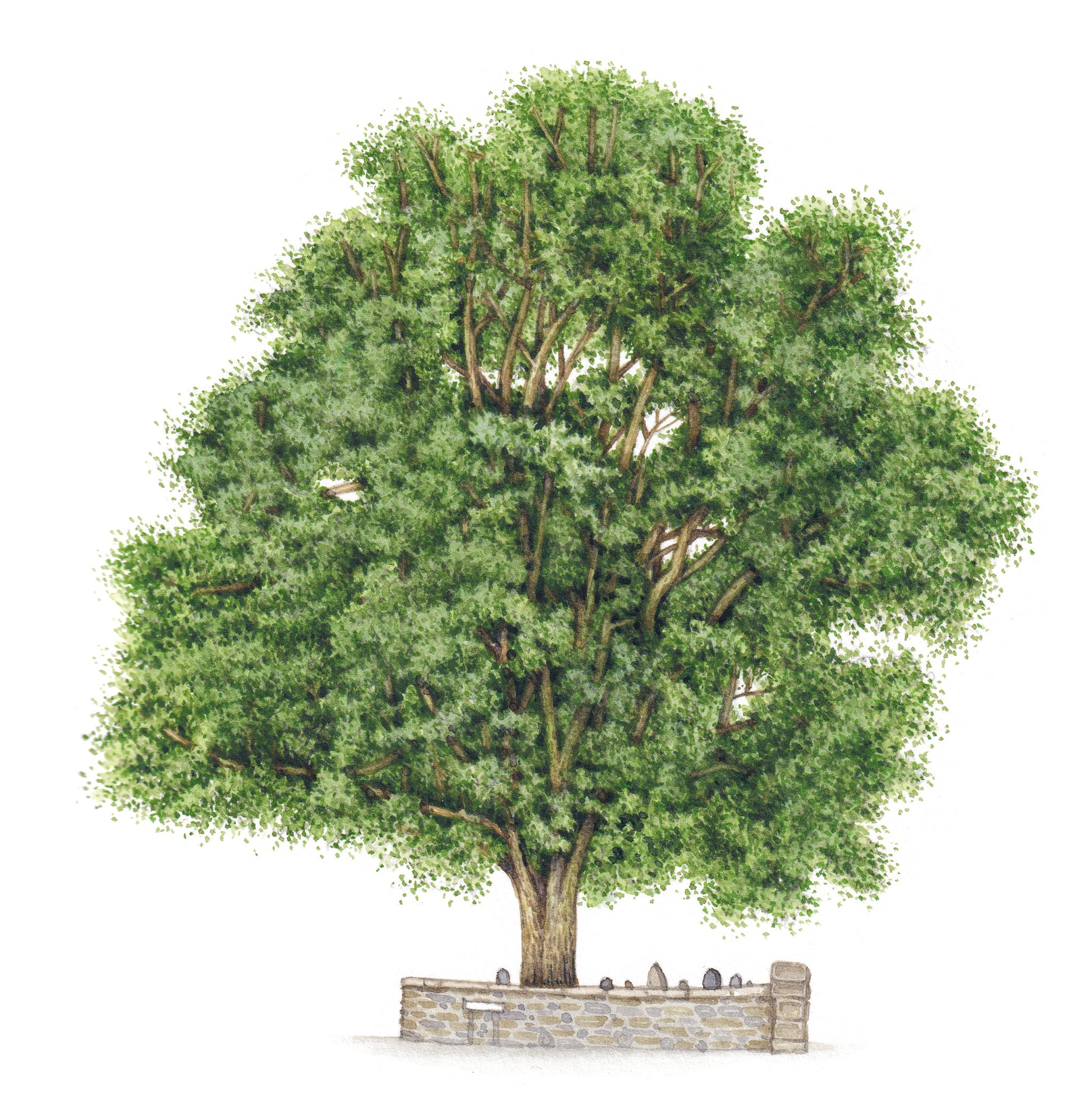 Trees: Sycamore - Lizzie Harper