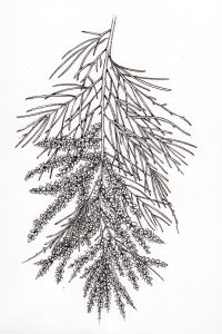 Tamarisk or Athel pine Tamarisx aphylla flowers and branch with leaves ...