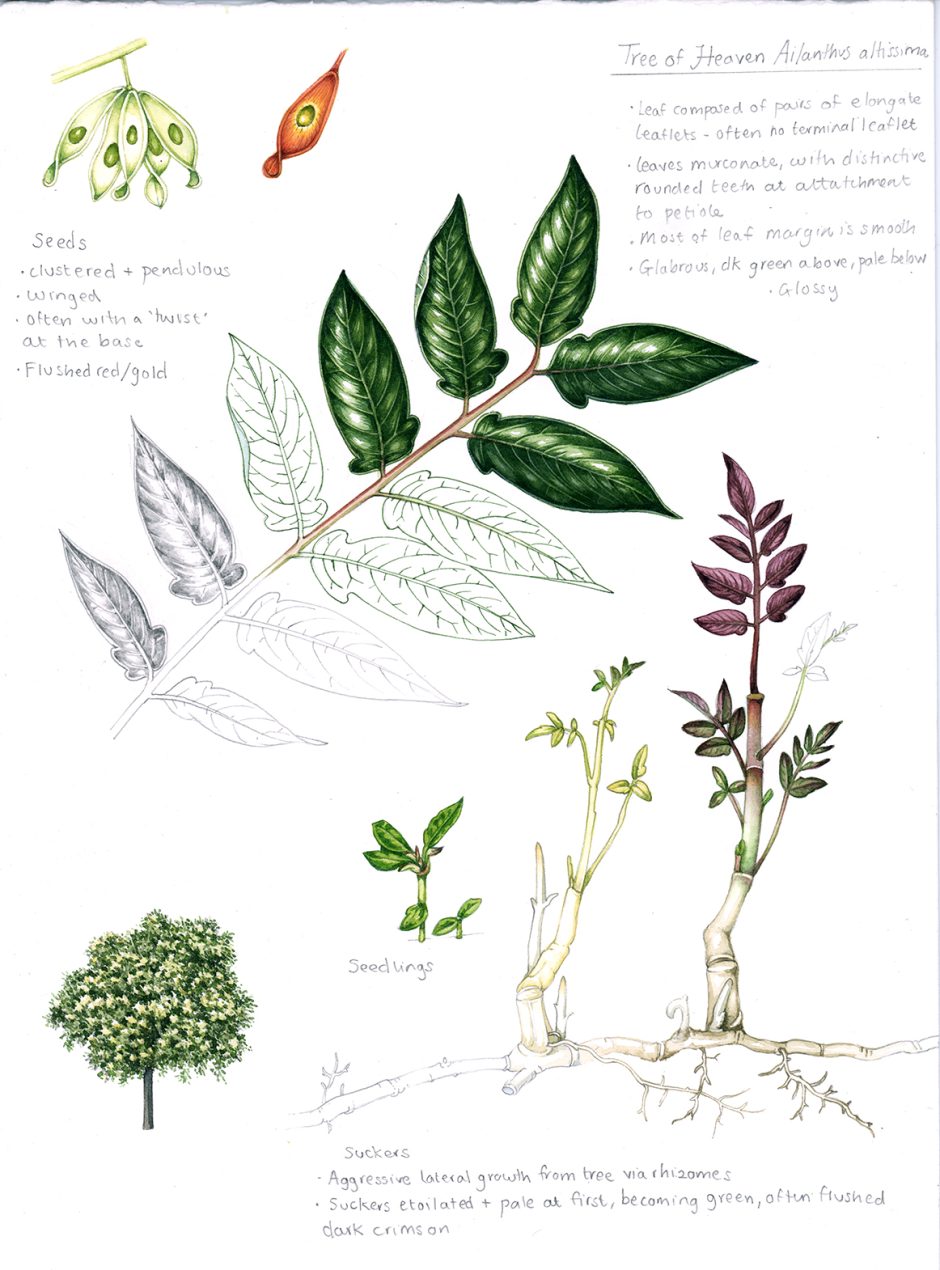 Tree of Heaven Ailanthus altissima sketchbook study page - Lizzie Harper