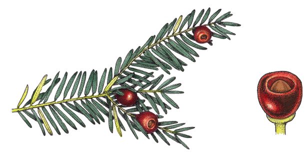 Yew Taxus baccata sprig with berries - Lizzie Harper