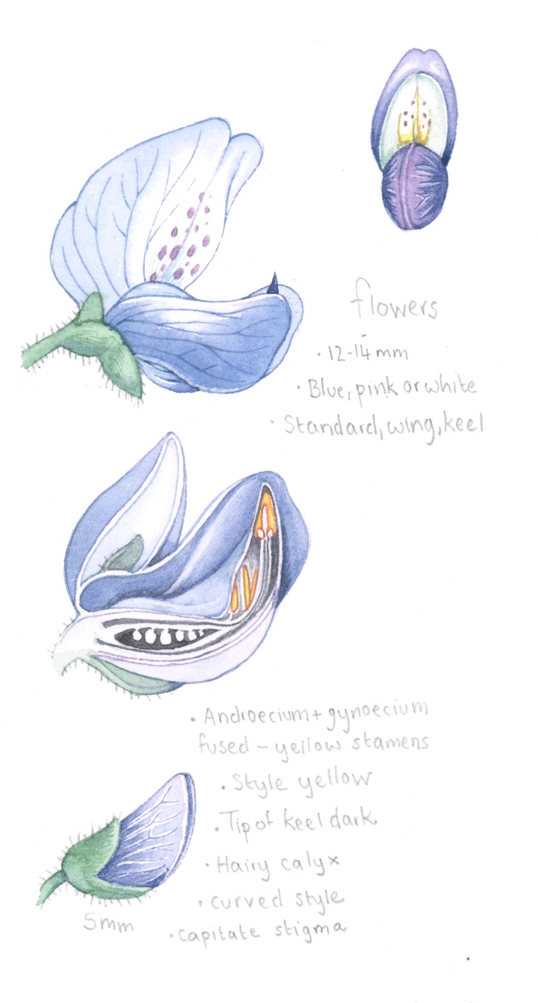 Garden Lupin Sketchbook study - Lizzie Harper