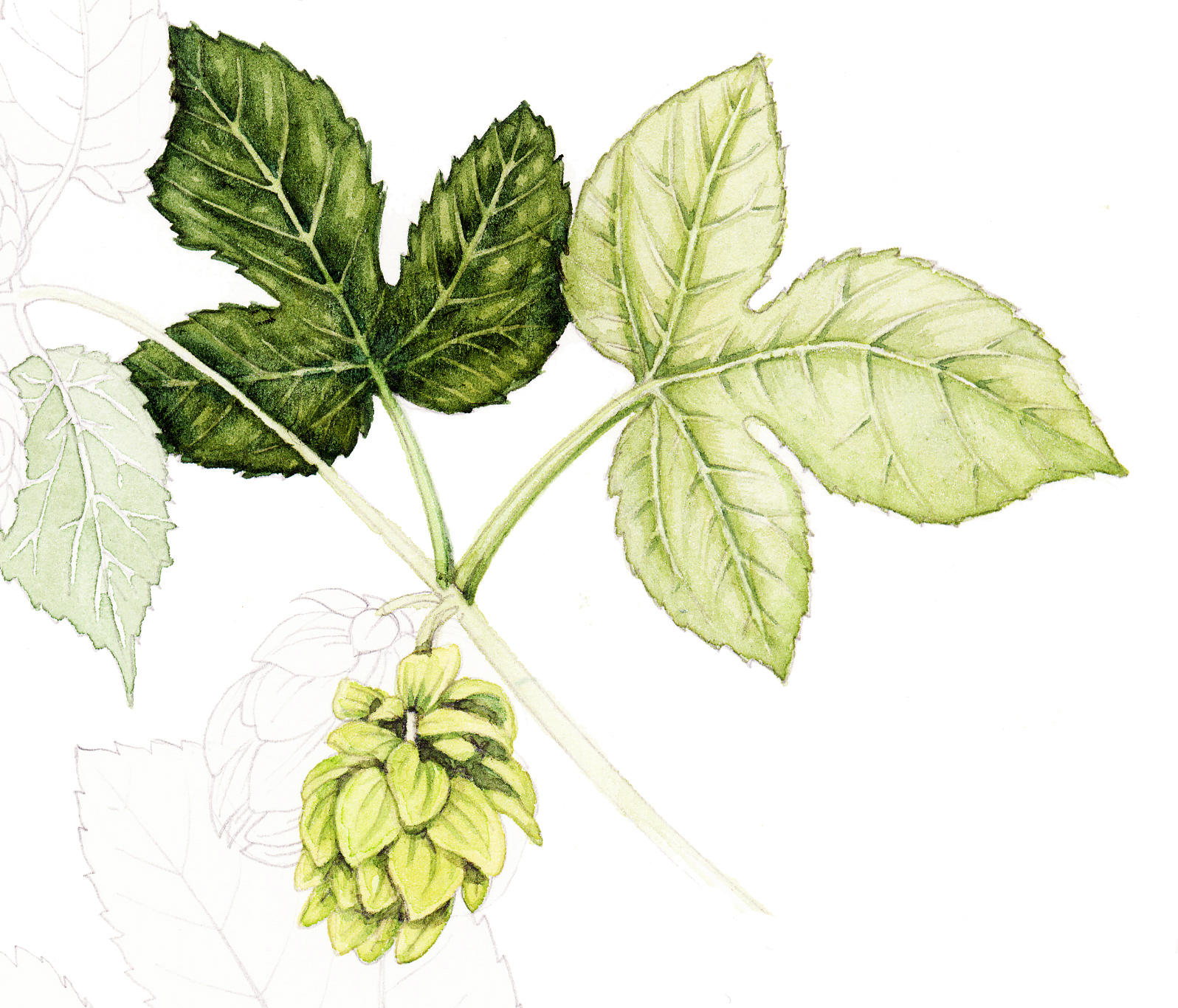 Common Hop Humulus lupulus fruit and leaves - Lizzie Harper