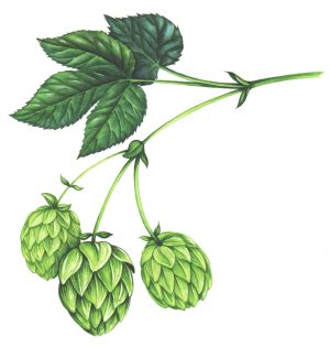 Comparing Common and Japanese Hops - Lizzie Harper