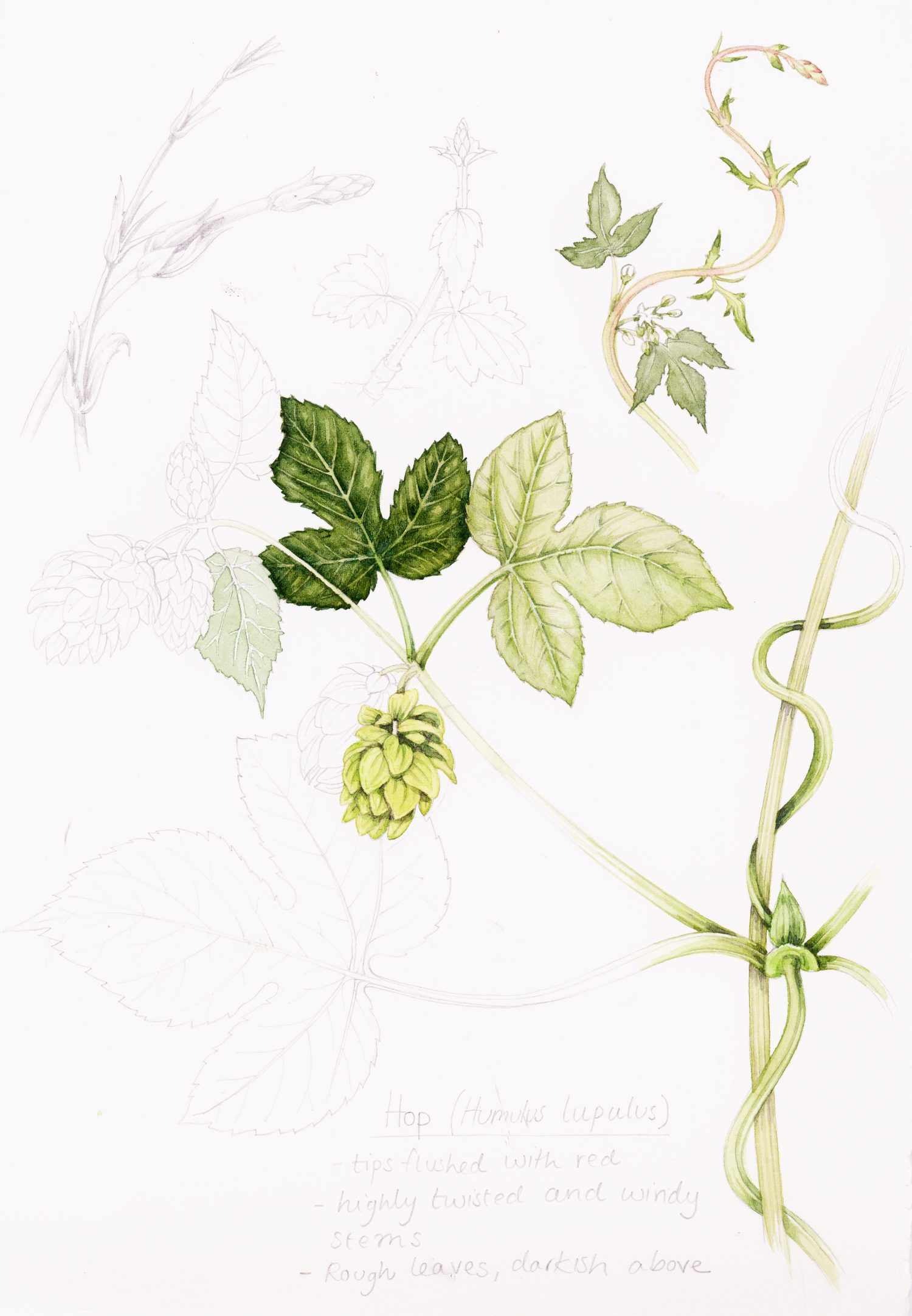 Comparing Common and Japanese Hops - Lizzie Harper