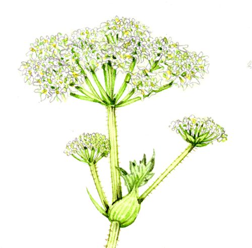 Comparing Hogweed Heracleum Species - Lizzie Harper