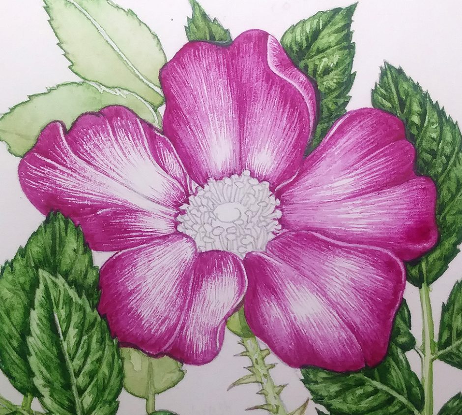 Illustrating Rose 4 by botanical illustrator Lizzie Harper - Lizzie Harper