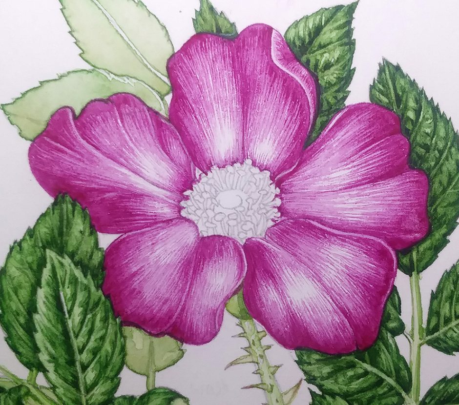 Botanical Illustration of a Japanese Rose - Lizzie Harper