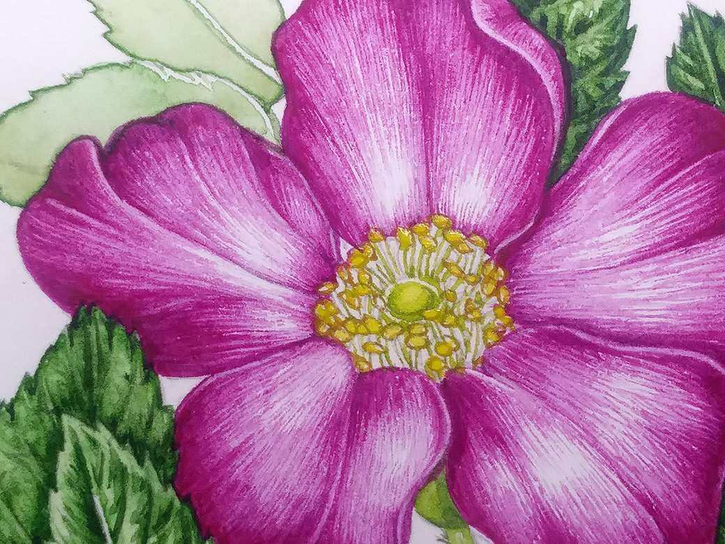 Botanical Illustration of a Japanese Rose - Lizzie Harper