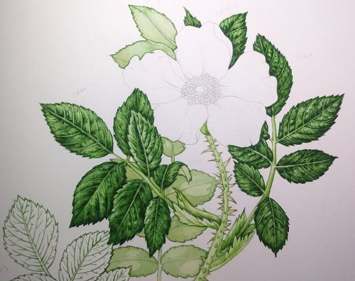 Botanical Illustration of a Japanese Rose - Lizzie Harper