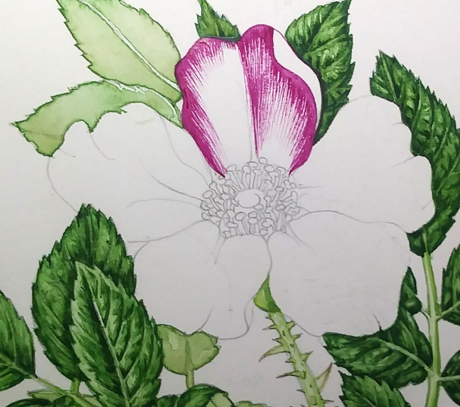 Botanical Illustration of a Japanese Rose - Lizzie Harper