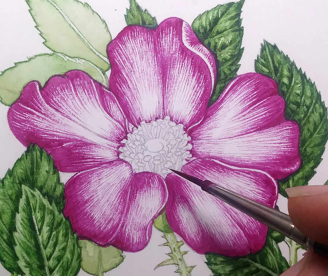 Flowers: A basic introduction for botanical illustrators - Lizzie Harper