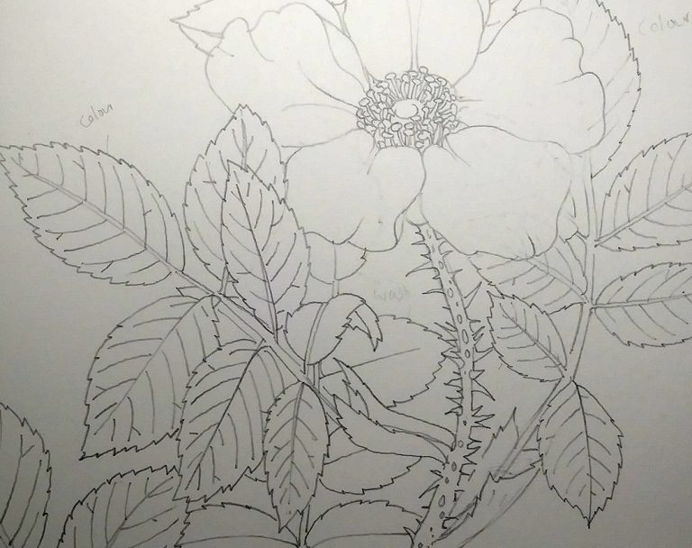 Botanical Illustration of Rose Leaves - Lizzie Harper