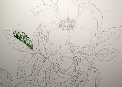 Botanical Illustration of Rose Leaves - Lizzie Harper