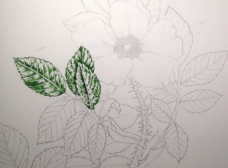 Botanical Illustration of Rose Leaves - Lizzie Harper