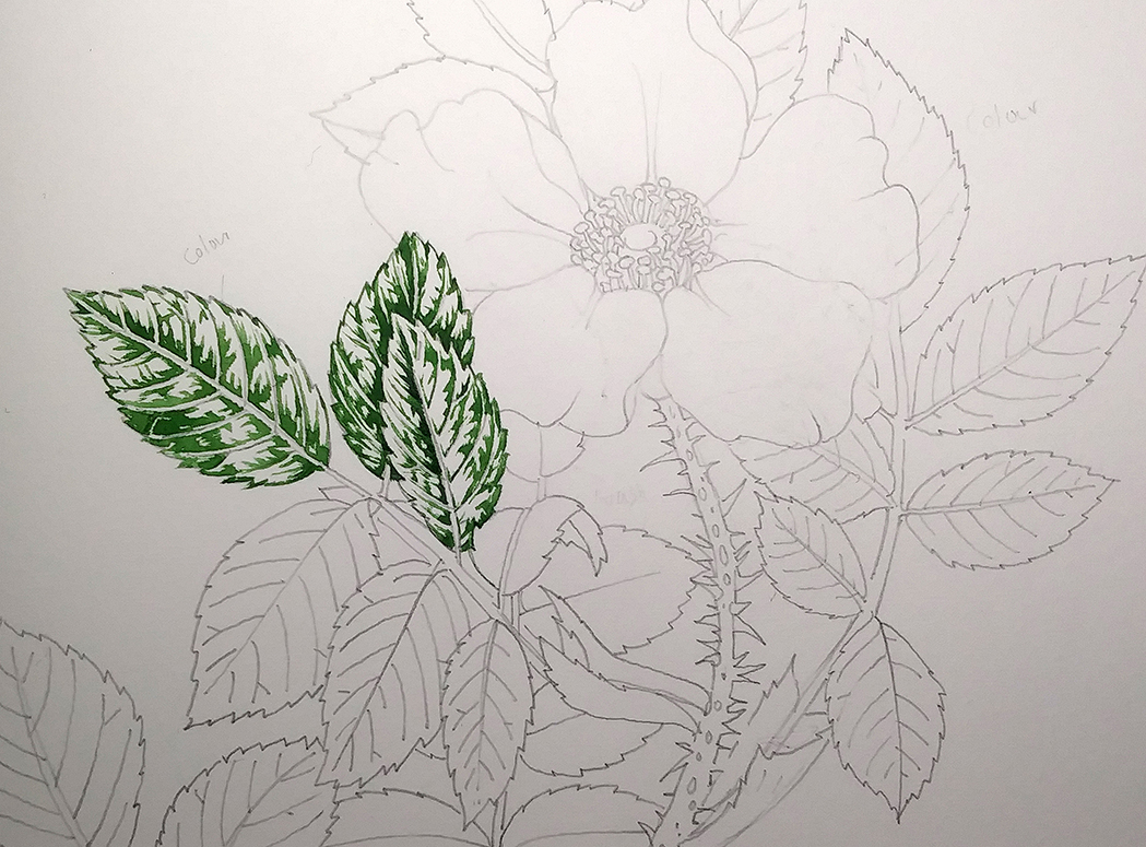 Botanical Illustration of Rose Leaves - Lizzie Harper