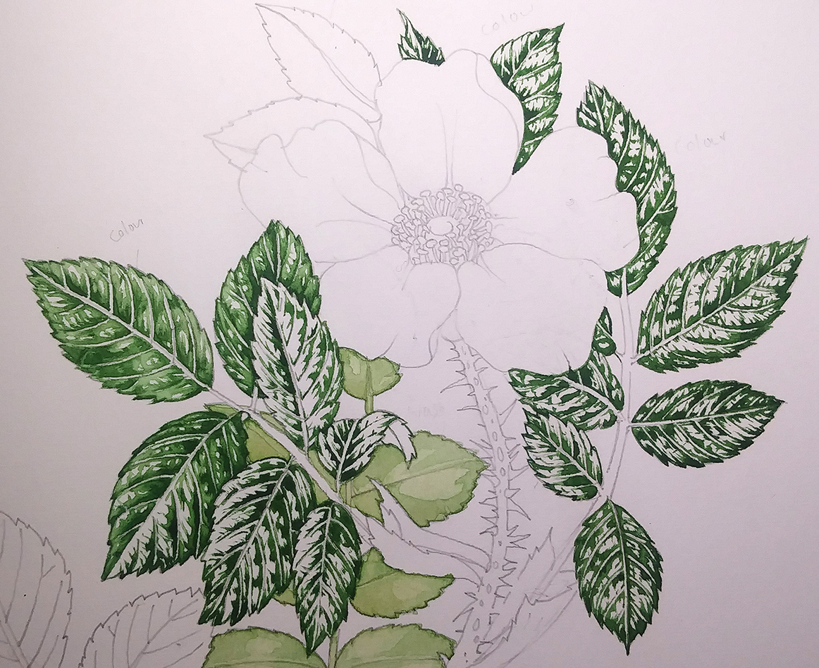 Botanical Illustration of Rose Leaves - Lizzie Harper