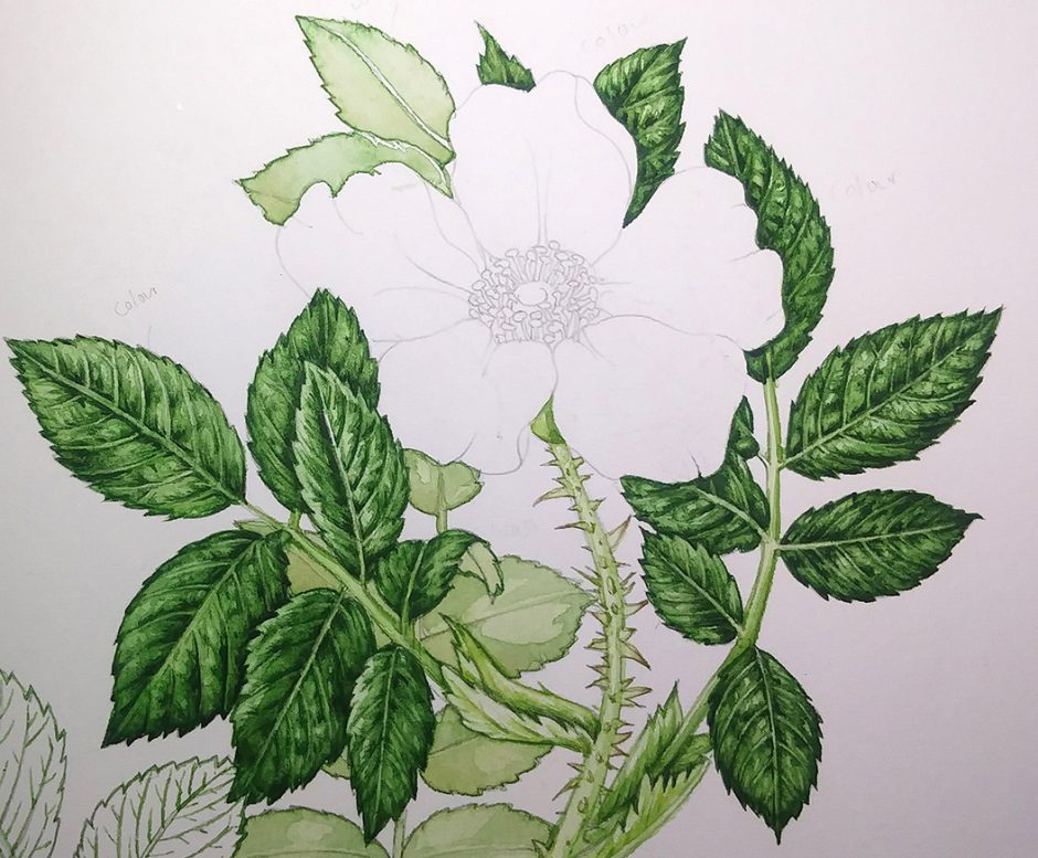 Botanical Illustration of Rose Leaves - Lizzie Harper
