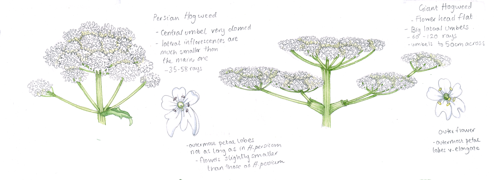 Comparing Hogweed Heracleum Species - Lizzie Harper