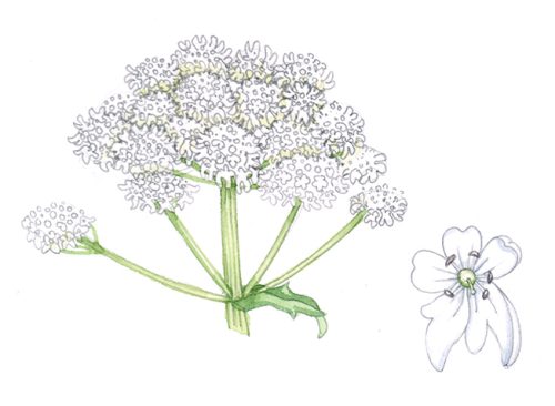 Comparing Hogweed Heracleum Species - Lizzie Harper