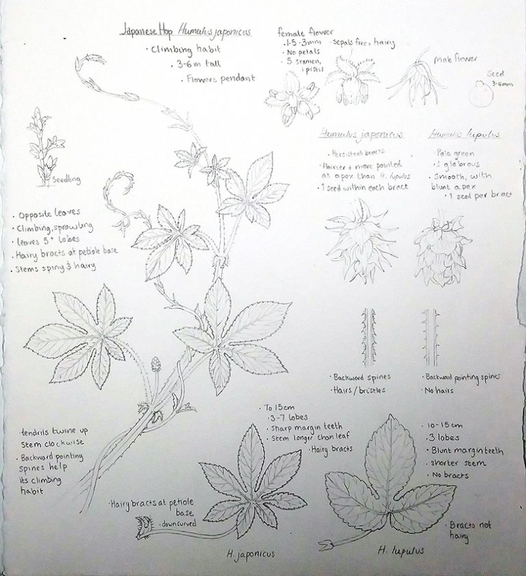 Comparing Common and Japanese Hops - Lizzie Harper