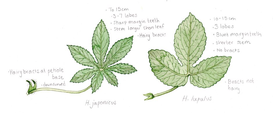 Comparing Common and Japanese Hops - Lizzie Harper