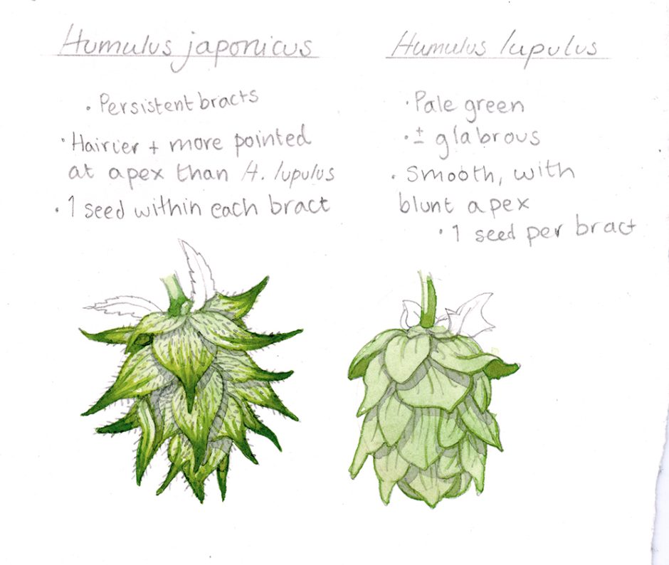 Comparing Common and Japanese Hops - Lizzie Harper