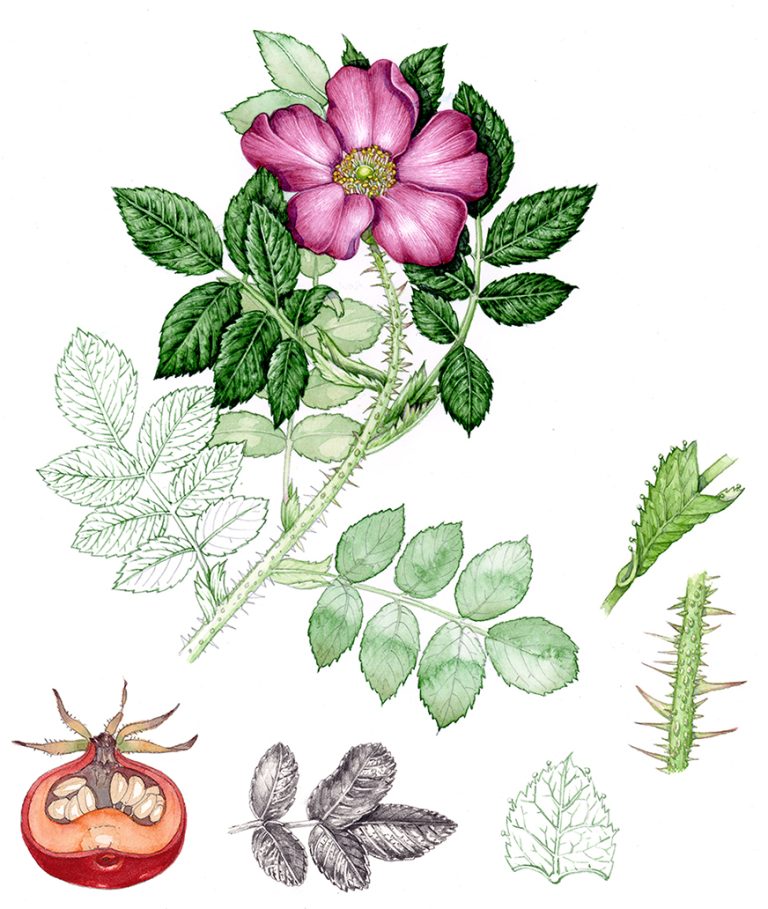 Botanical Illustration of Rose Leaves - Lizzie Harper