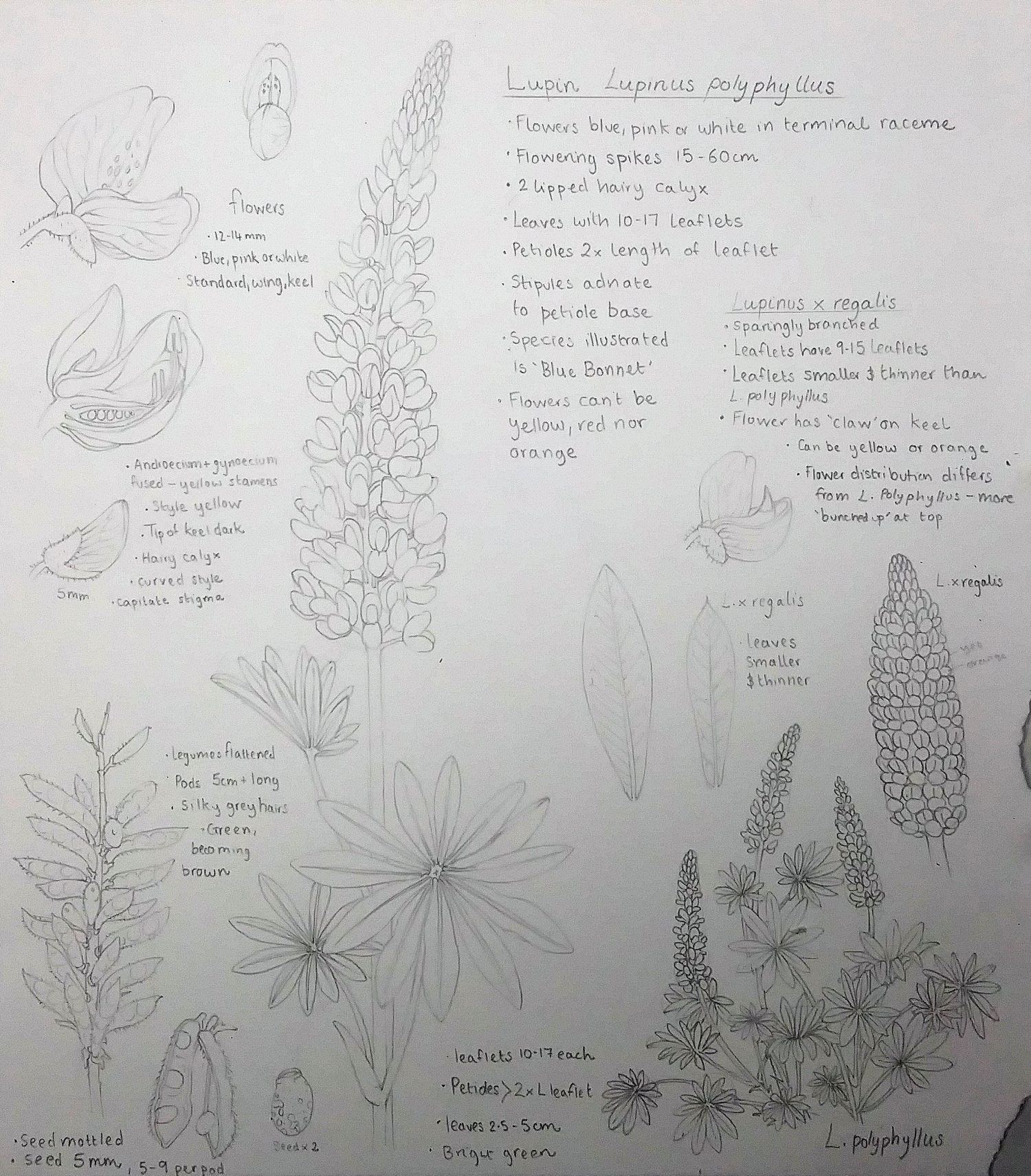 Garden Lupin Sketchbook study - Lizzie Harper