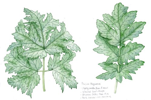 Comparing Hogweed Heracleum Species - Lizzie Harper