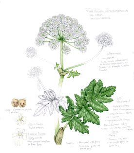 Sketchbook illustrations of Invasive Plants - Lizzie Harper