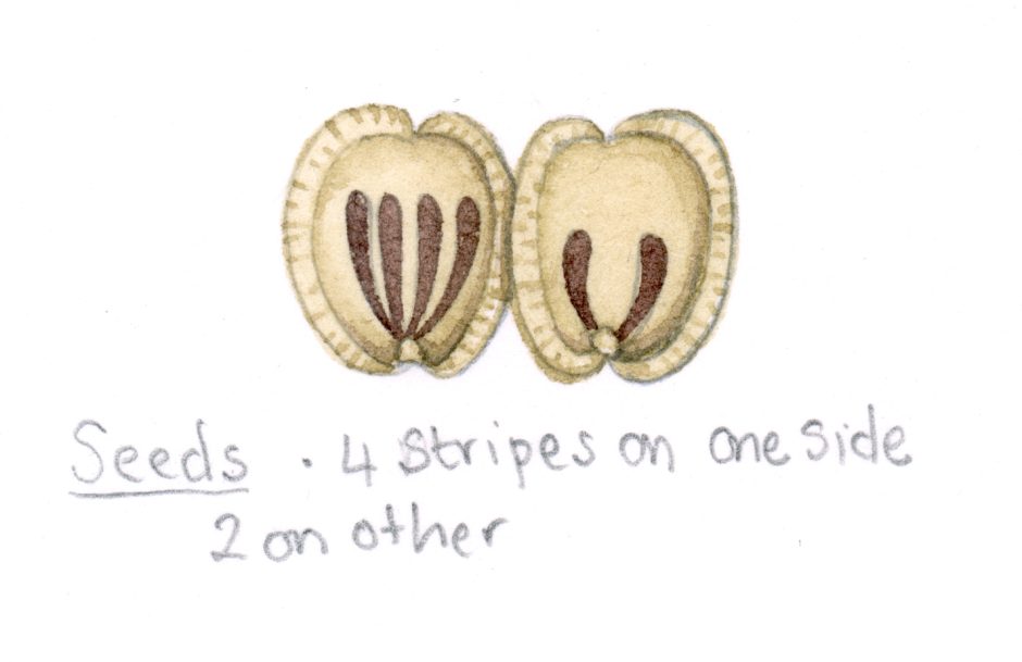 Comparing Hogweed Heracleum Species - Lizzie Harper