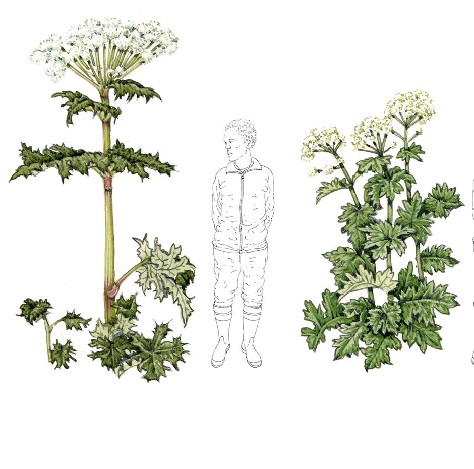 Comparing Hogweed Heracleum Species - Lizzie Harper