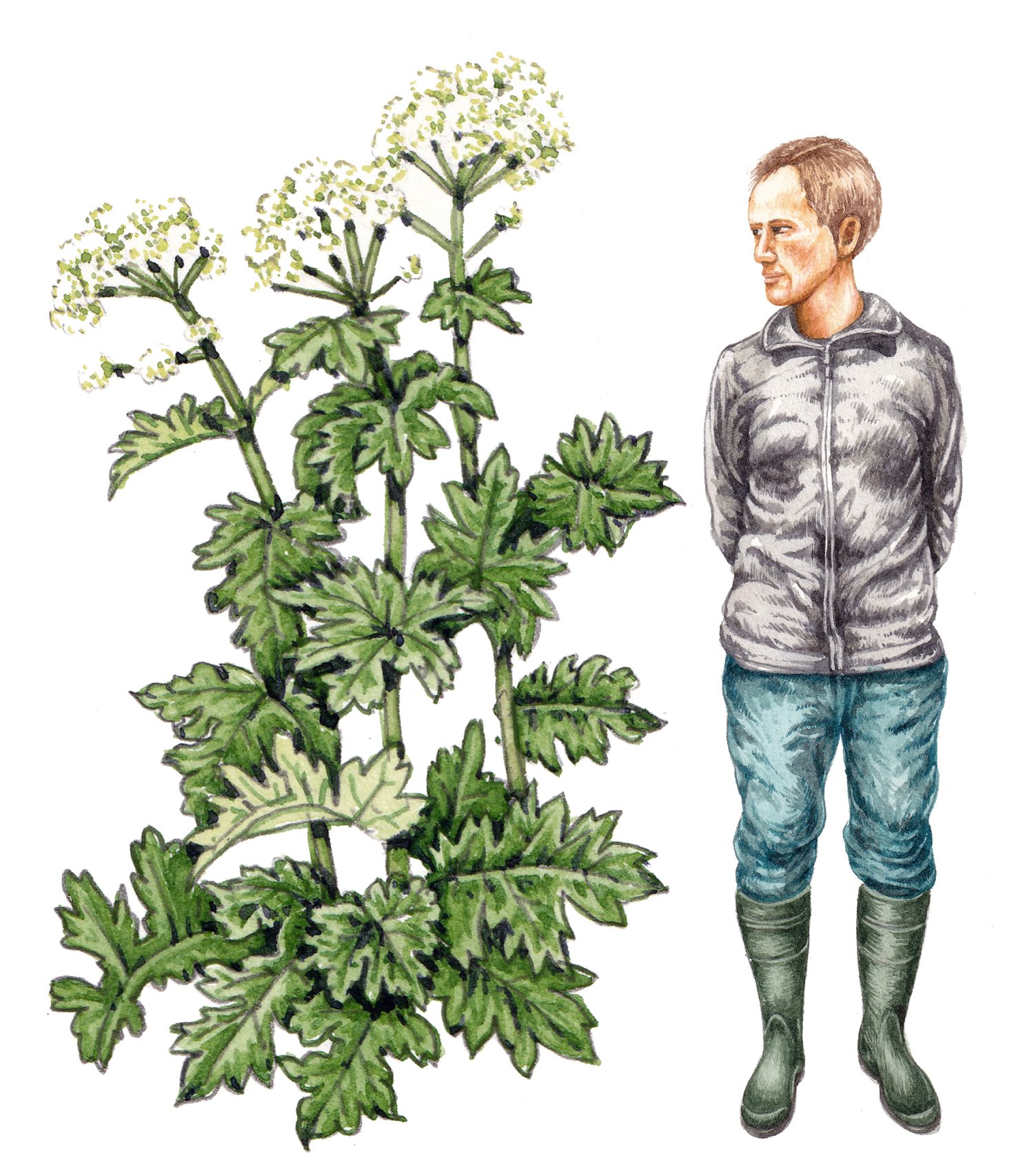 Persian hogweed Heracleum persicum habit illustration showing scale ...