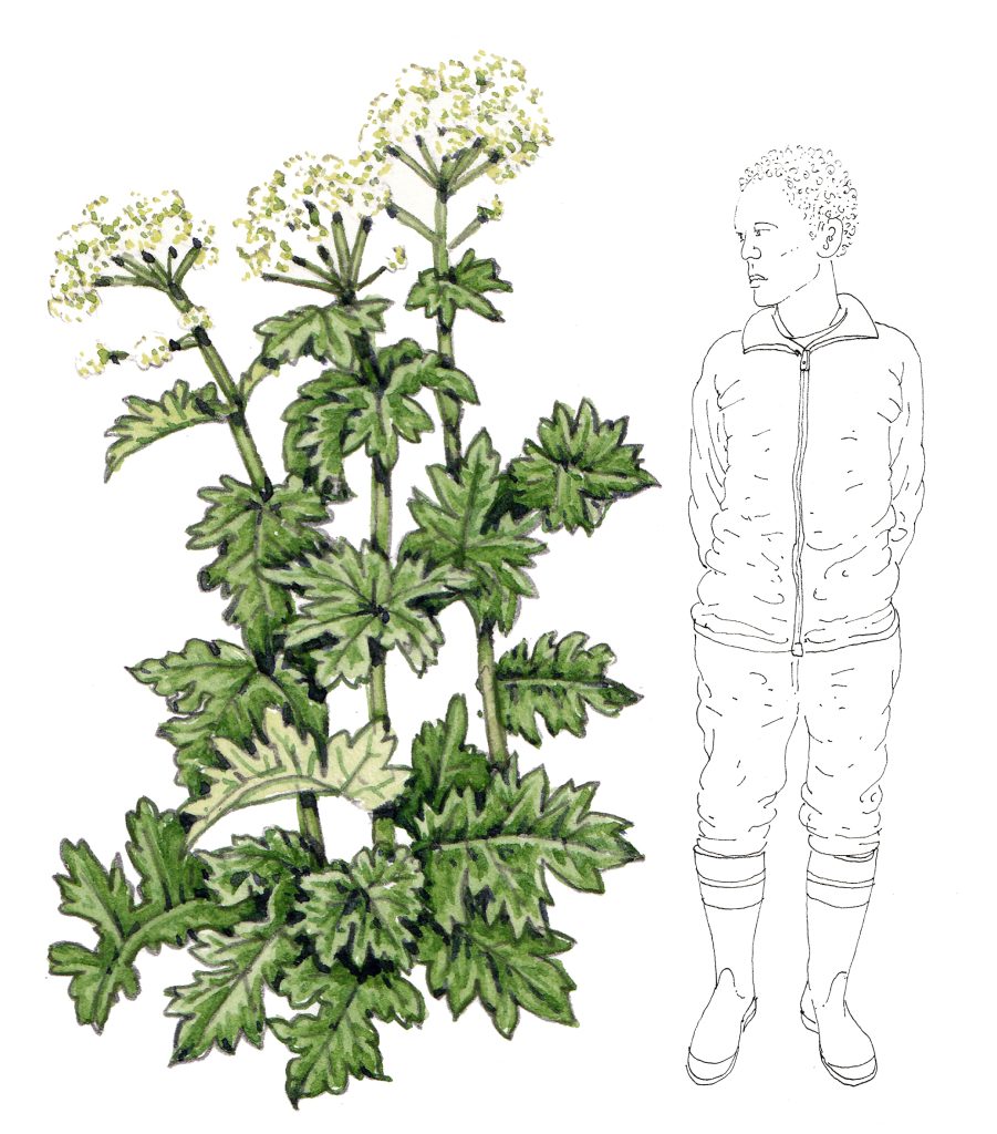 Persian hogweed Heracleum persicum habit illustration showing scale ...