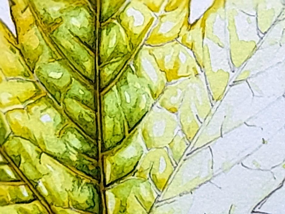 Botanical Illustration of a Sycamore Leaf - Lizzie Harper