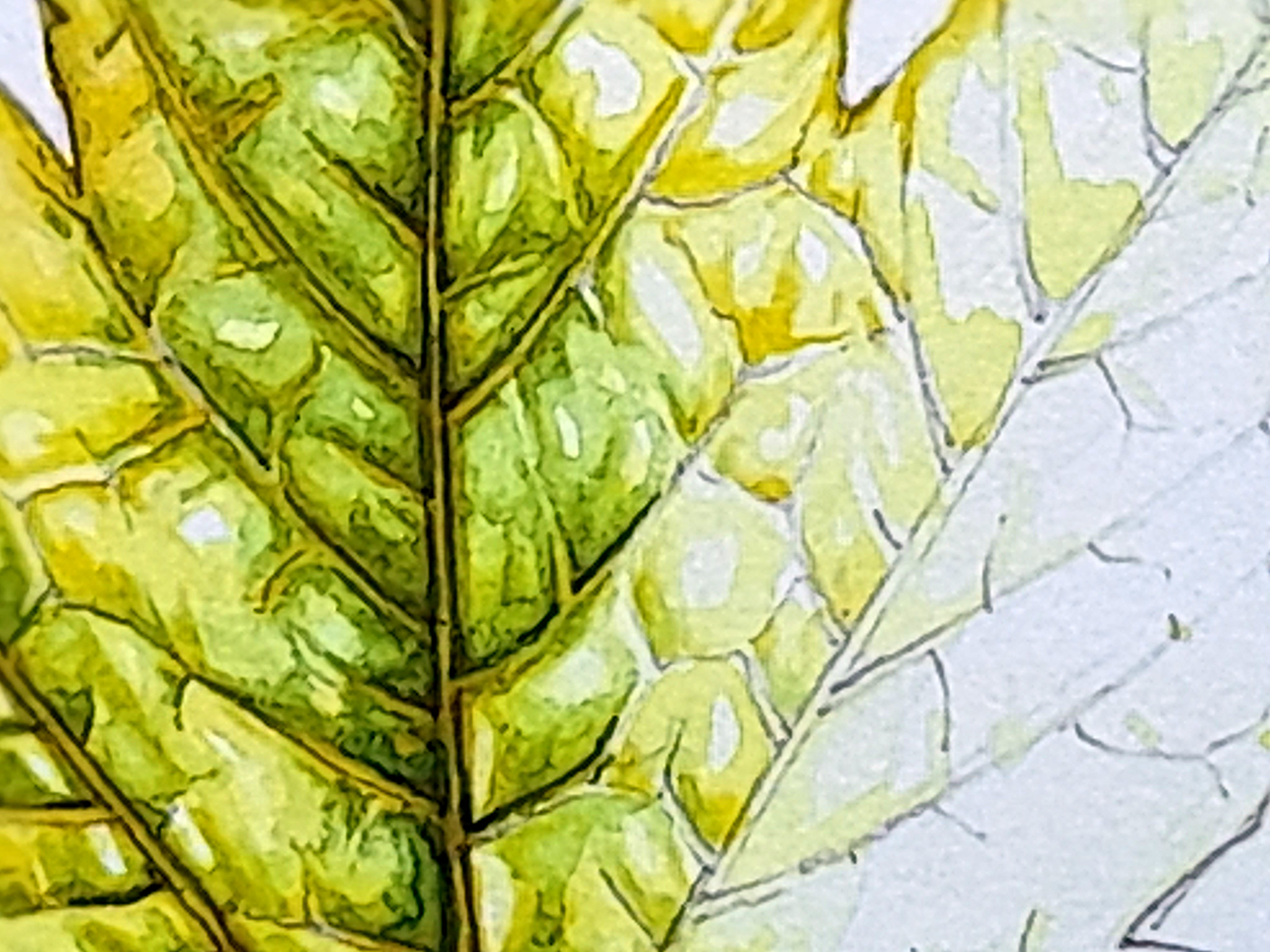 Botanical Illustration of a Sycamore Leaf - Lizzie Harper