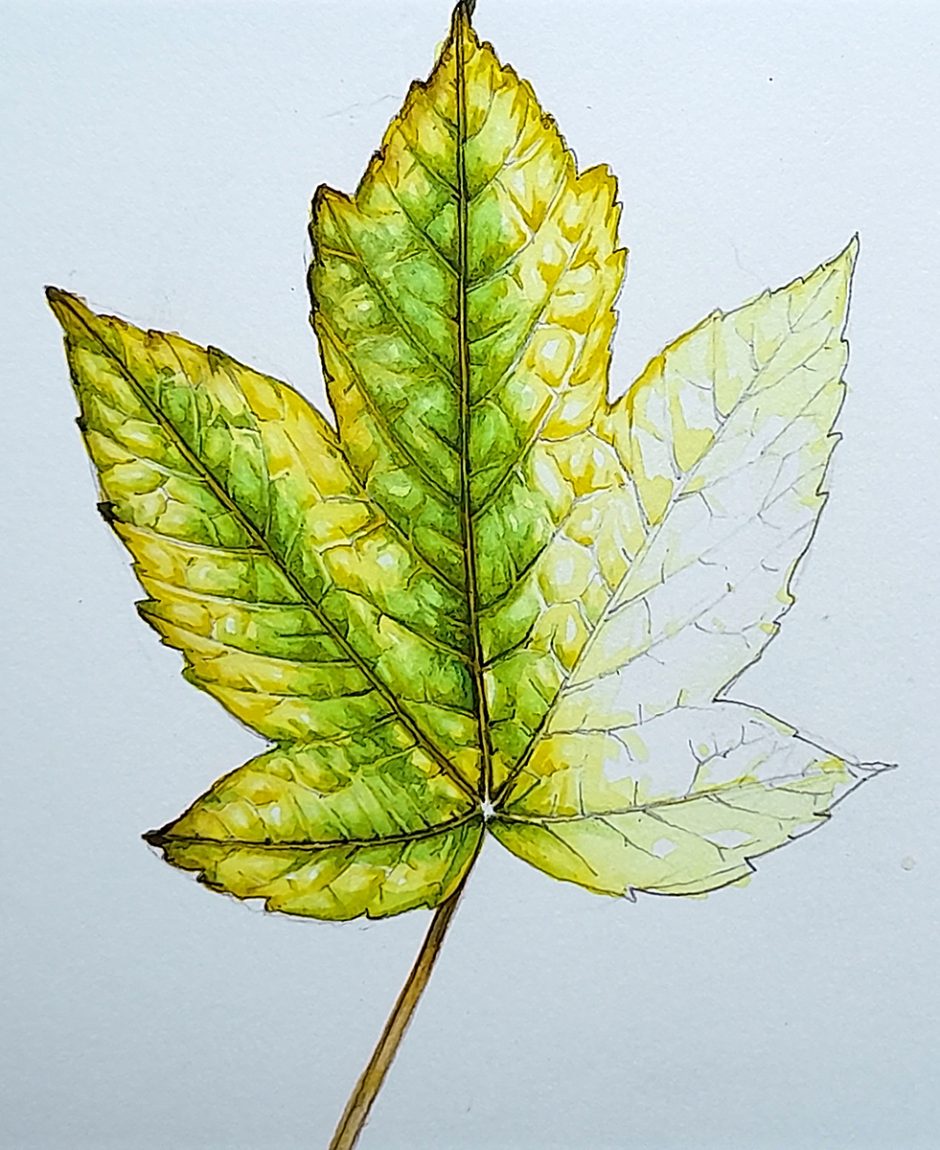Botanical Illustration of a Sycamore Leaf - Lizzie Harper