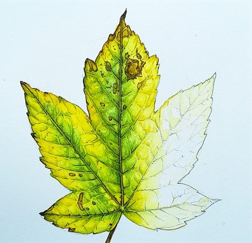 Botanical Illustration of a Sycamore Leaf - Lizzie Harper