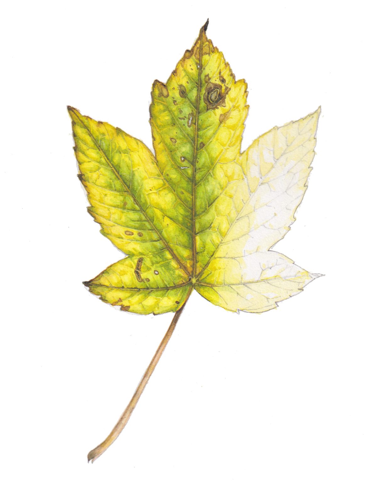 Botanical Illustration of a Sycamore Leaf - Lizzie Harper
