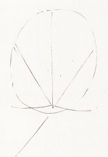 How to Draw: Sycamore Leaf - Lizzie Harper