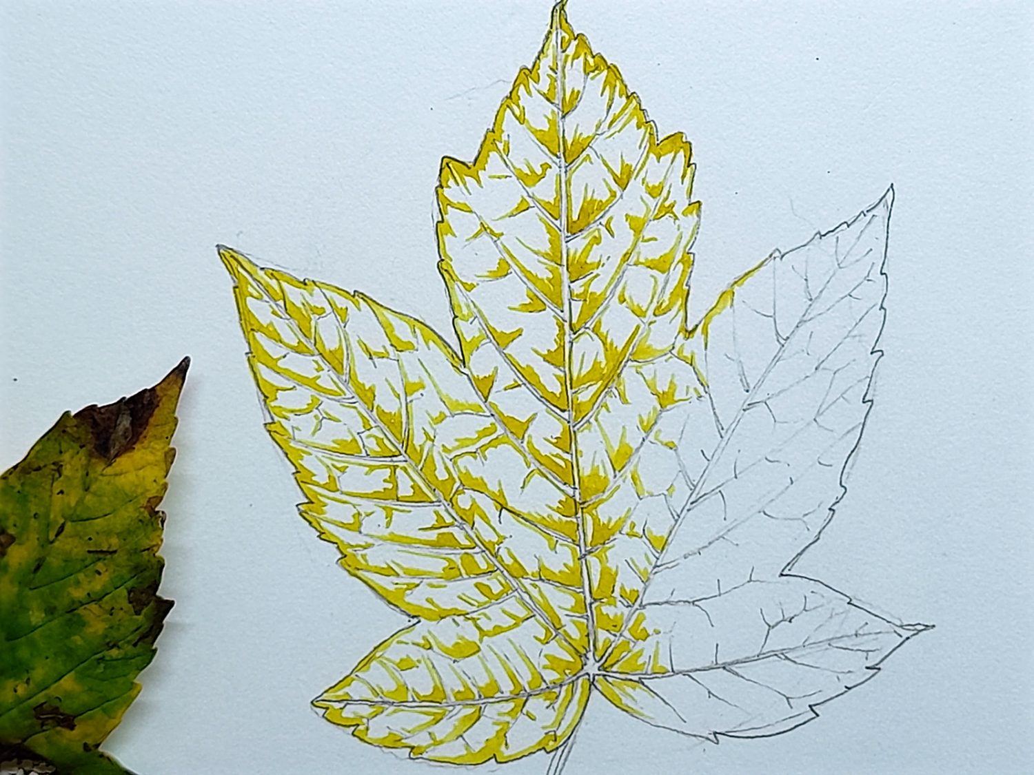 Botanical Illustration of a Sycamore Leaf - Lizzie Harper