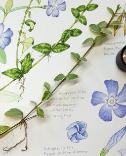 Comparing Periwinkle Species - Lizzie Harper