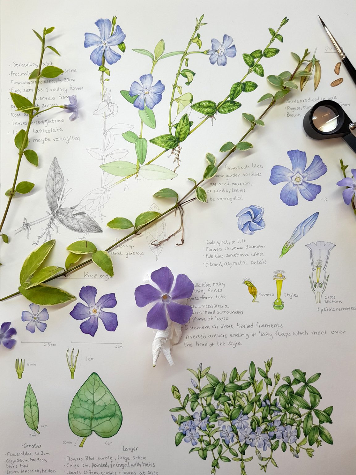 Comparing Periwinkle Species - Lizzie Harper